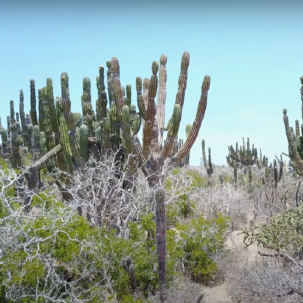 Protecting a biodiverse desert ecosystem in Baja California Sur, Mexico ...